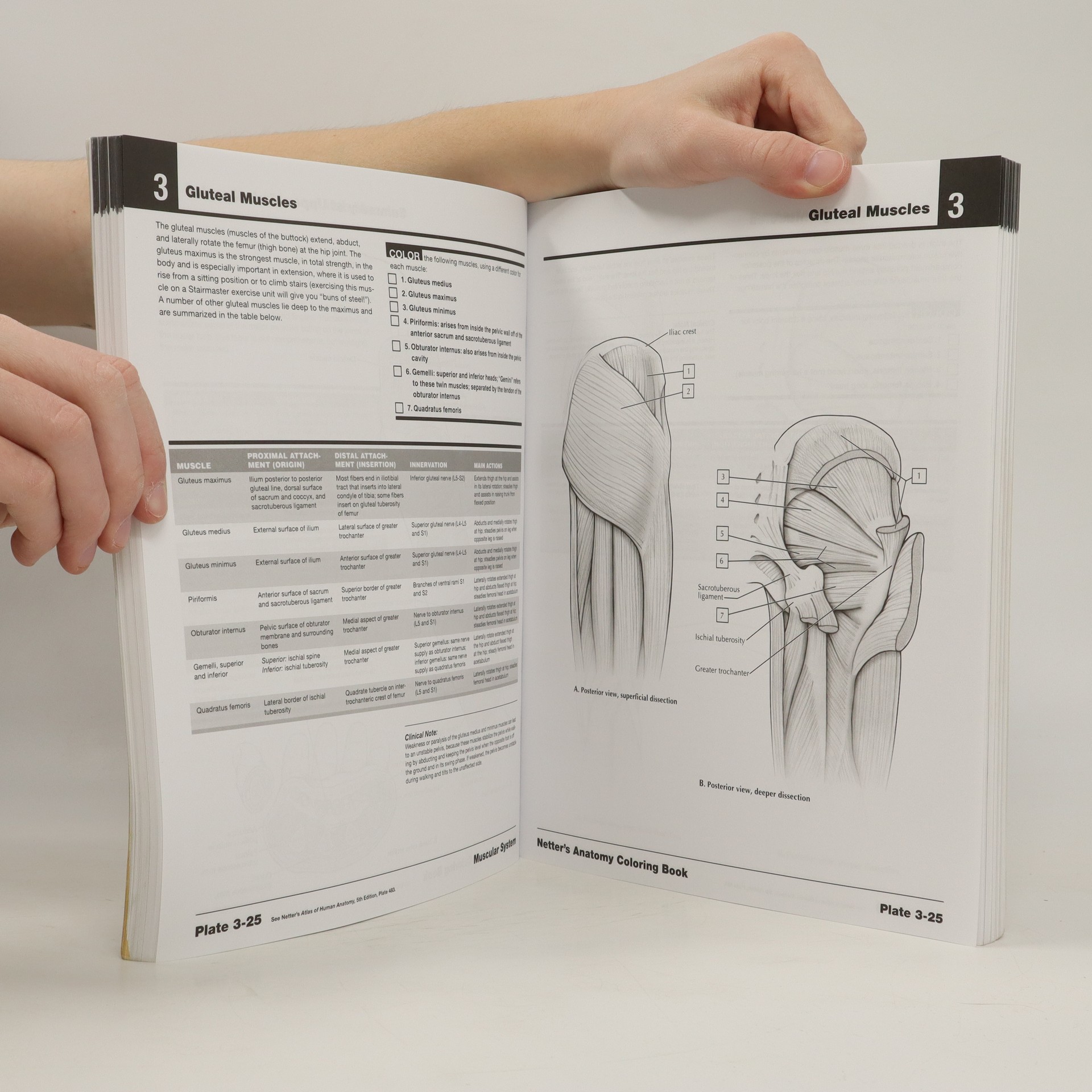 Netter s Anatomy Coloring Book Hansen John T Knihobot cz