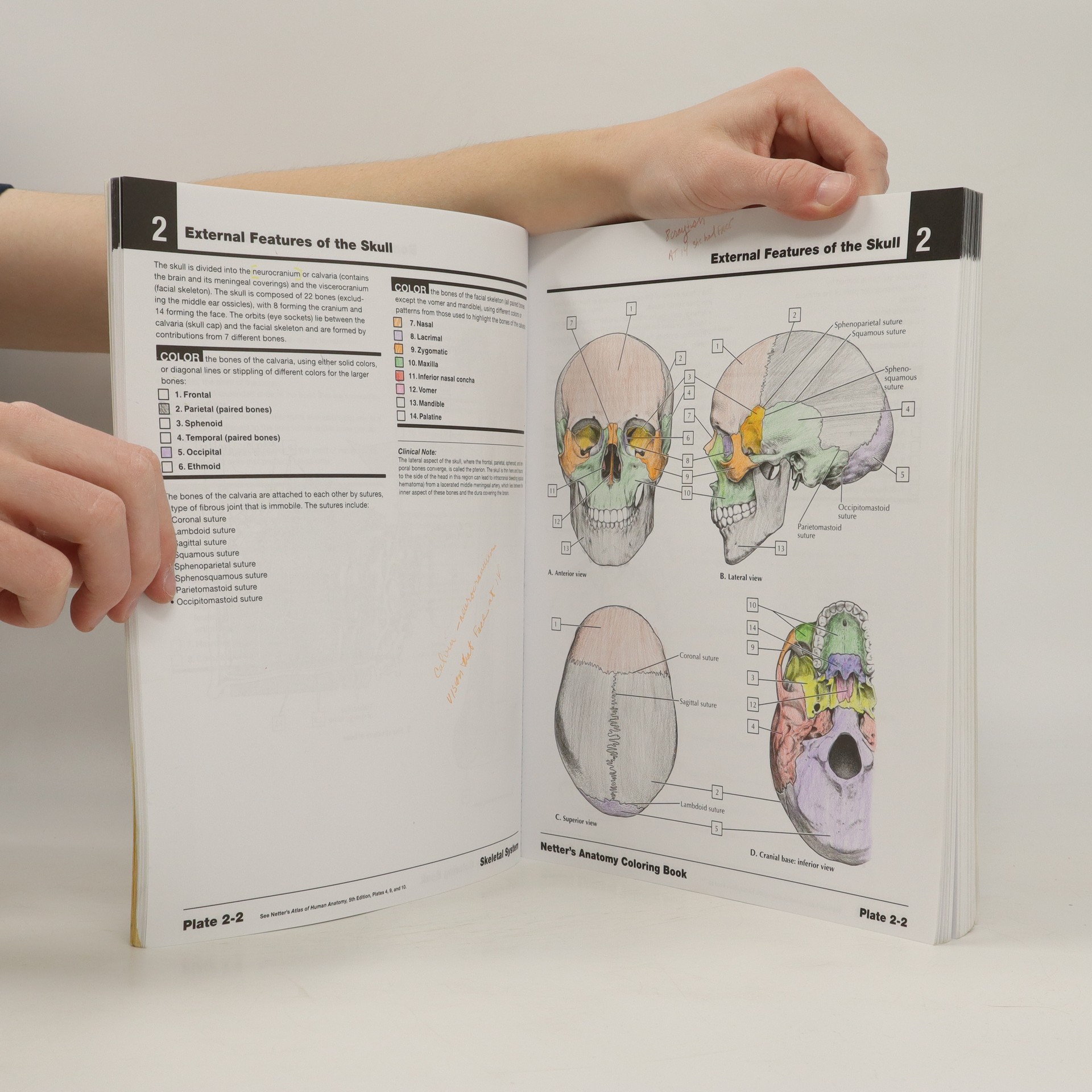 Netter s Anatomy Coloring Book Hansen John T Knihobot cz